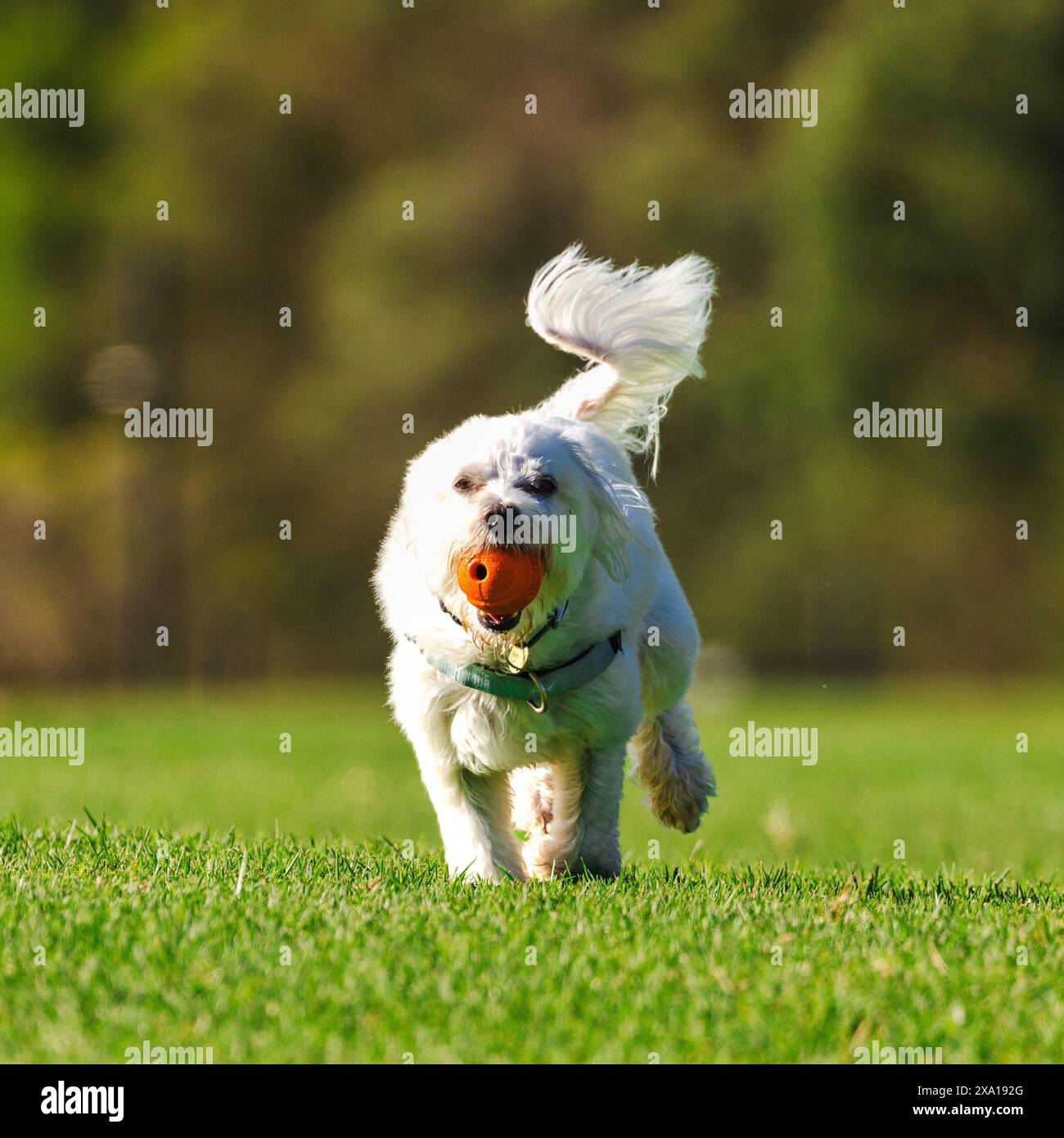 Playing fetch in hi-res stock photography and images - Alamy