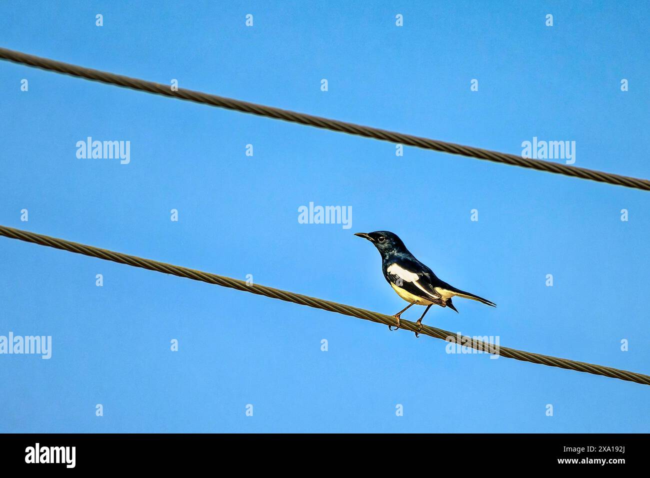 The Birds of India: Oriental Magpie-Robin in Lalpur, Punjab Stock Photo ...