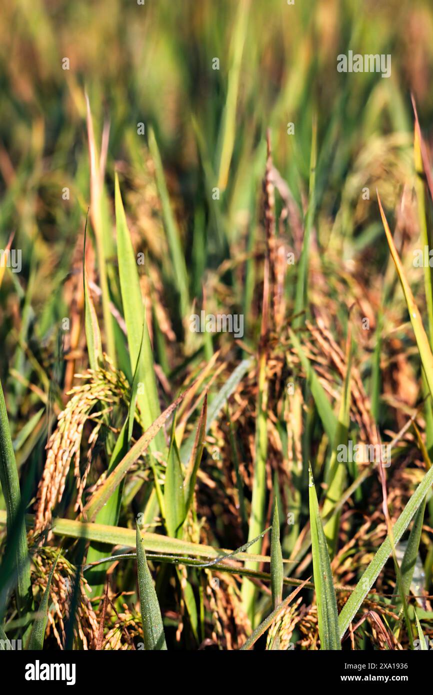 The Paddy cultivation in rural Punjab, India Stock Photo - Alamy