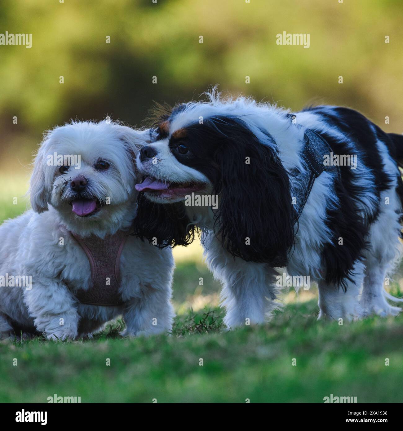 Affection bond hi-res stock photography and images - Alamy