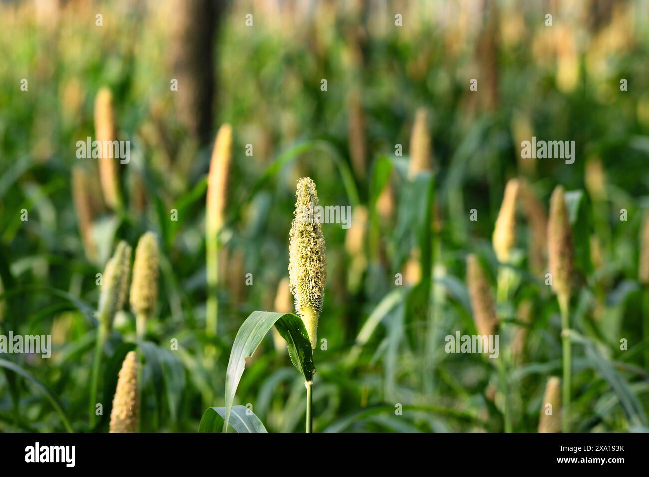 A Pearl Millet farming in rural Punjab, India Stock Photo - Alamy
