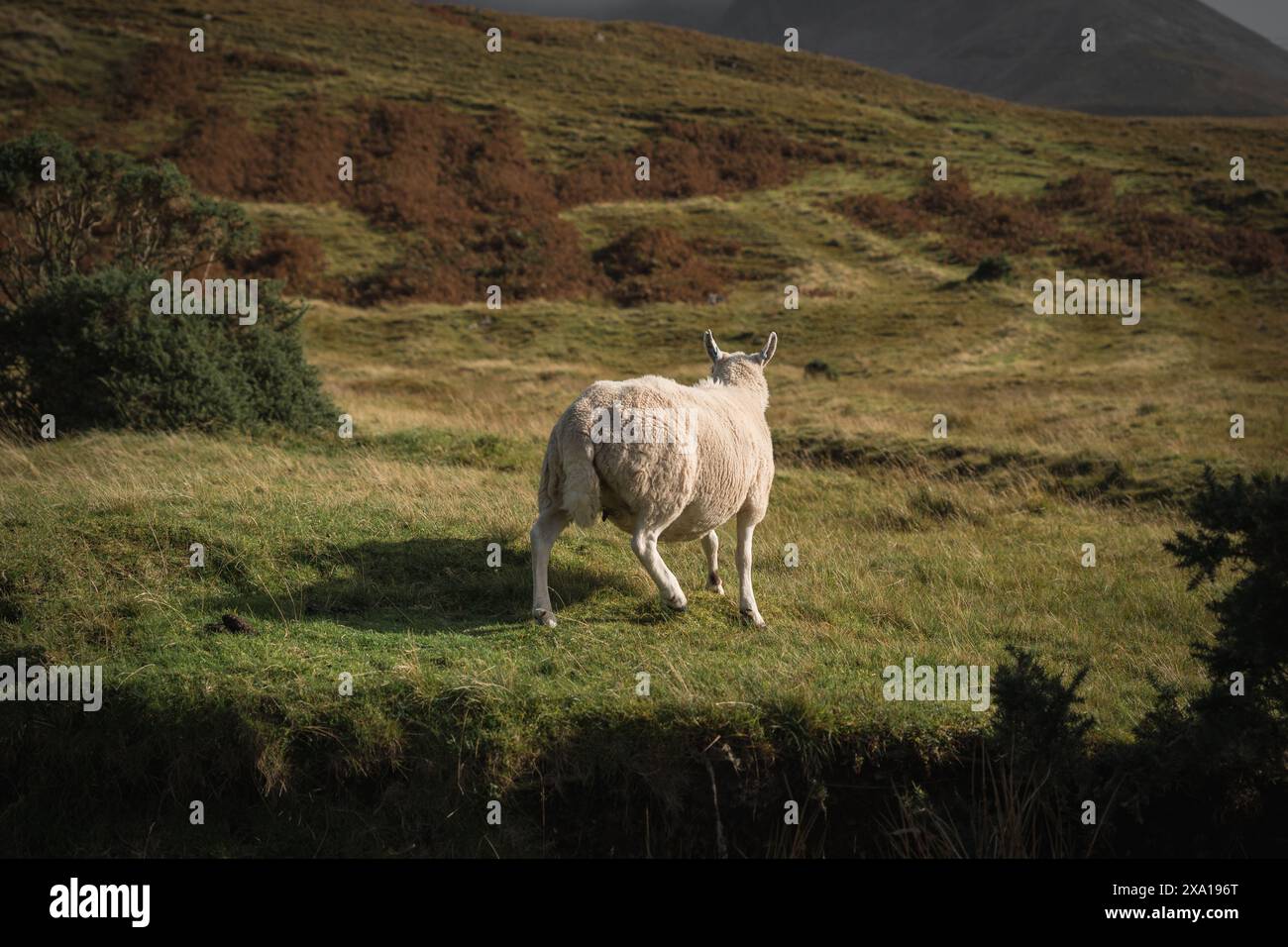 Sheep running away hi-res stock photography and images - Alamy