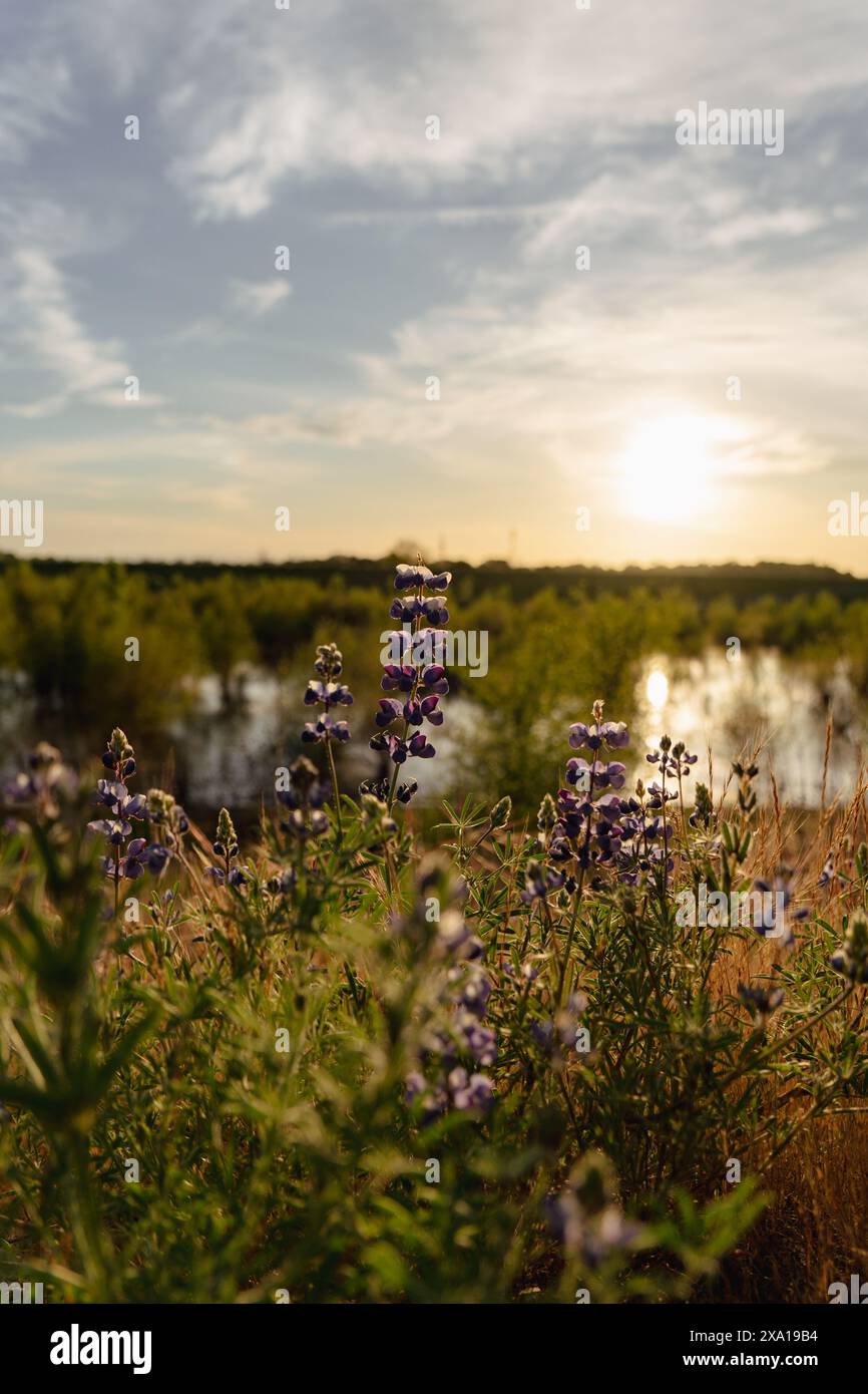 The Sacramento California levee wildflowers Stock Photo - Alamy