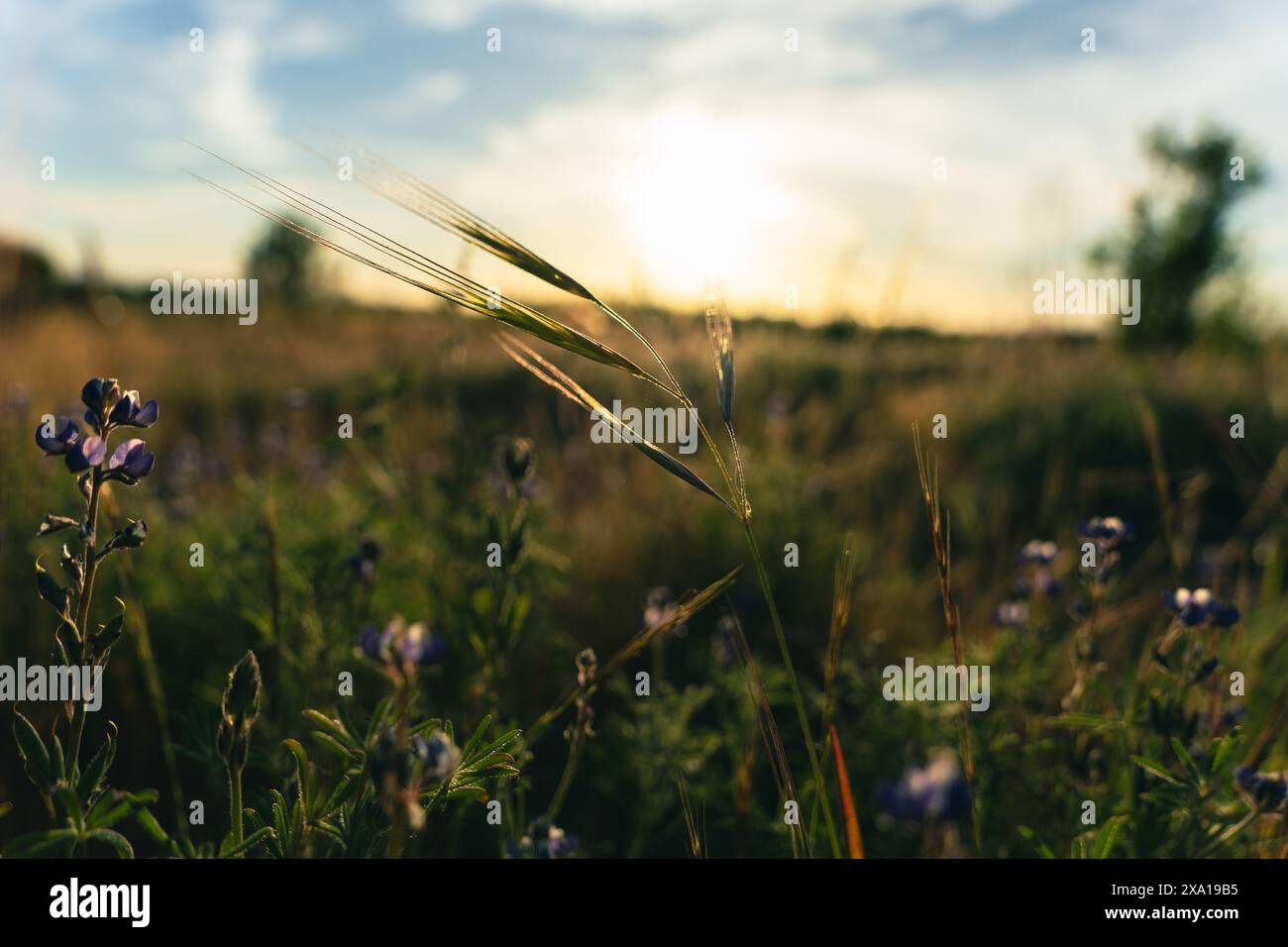 The Sacramento California levee wildflowers Stock Photo - Alamy