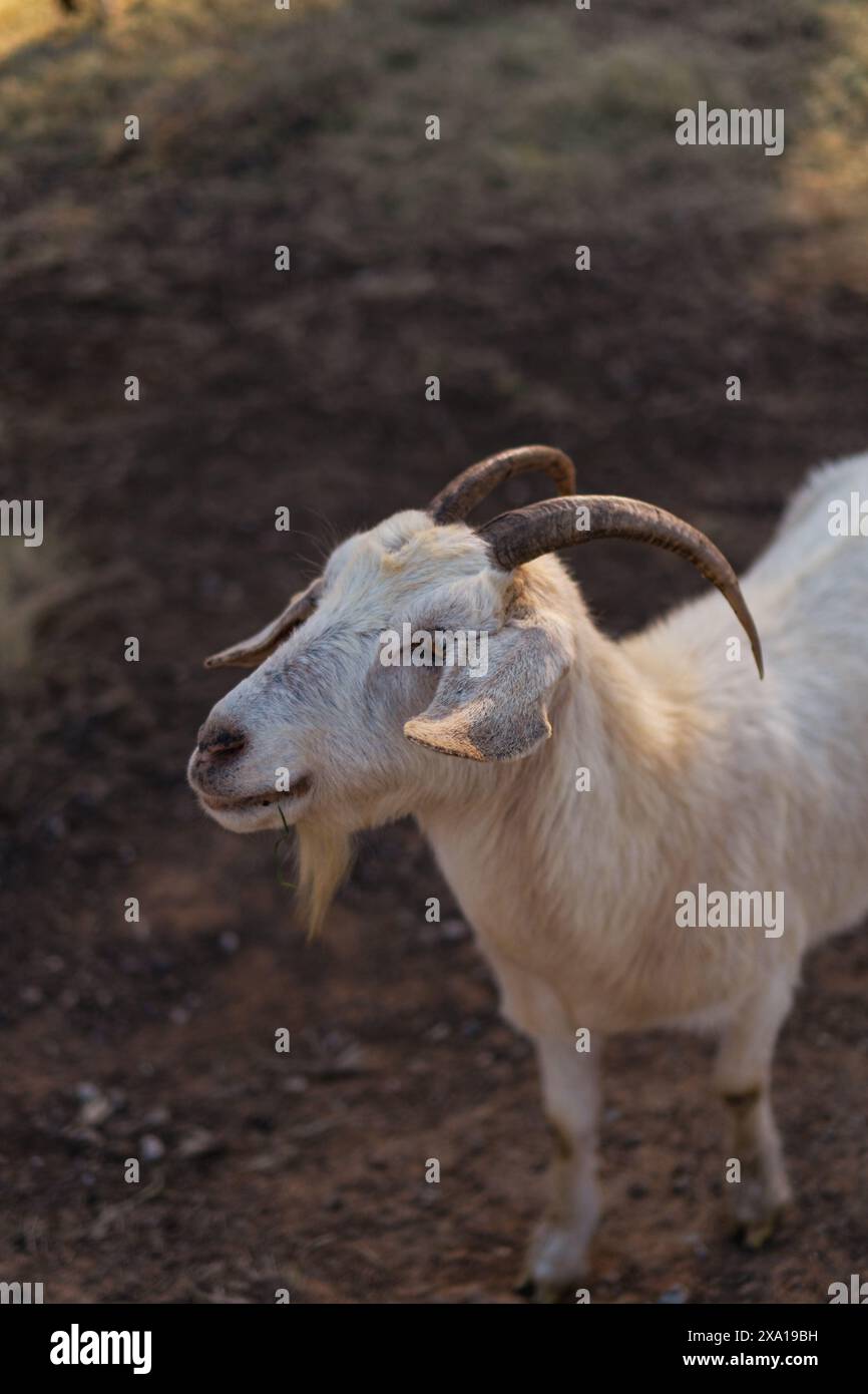 A horned goat hi-res stock photography and images - Alamy