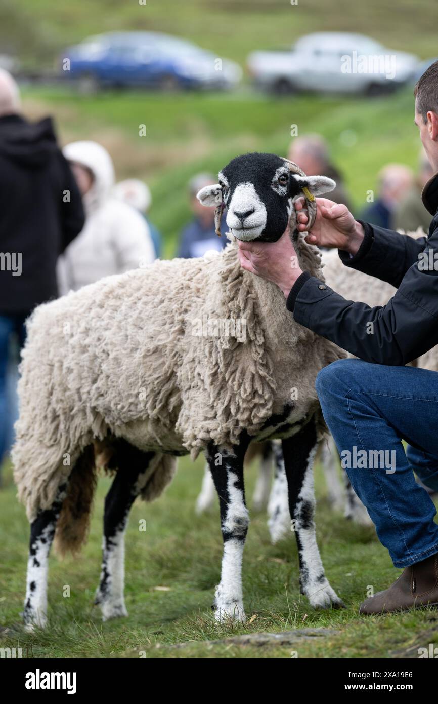 Showing Swaledale sheep at Tan Hill spring Show 2024 Stock Photo - Alamy