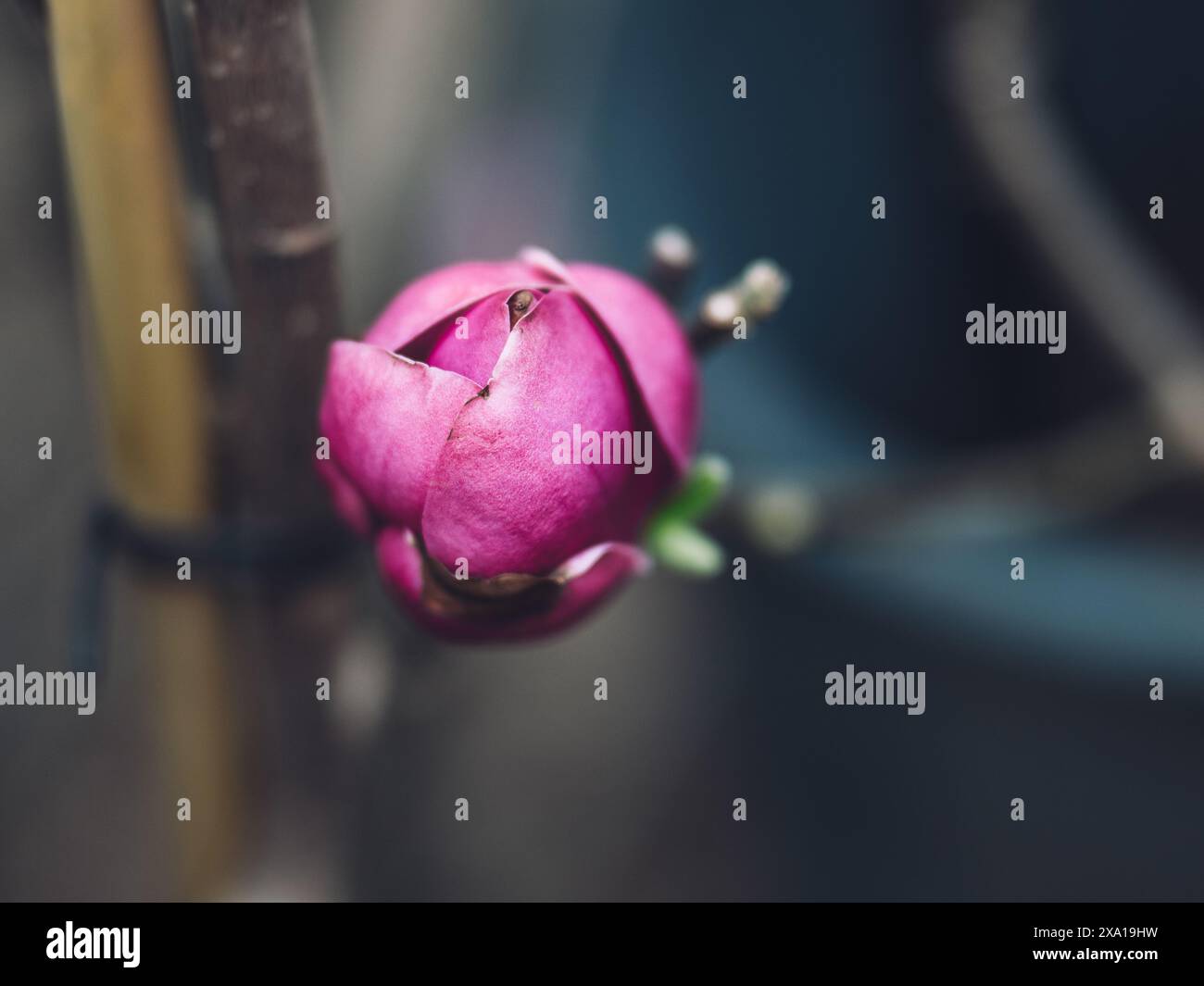Emerging pink rosebud on rainy plant Stock Photo - Alamy