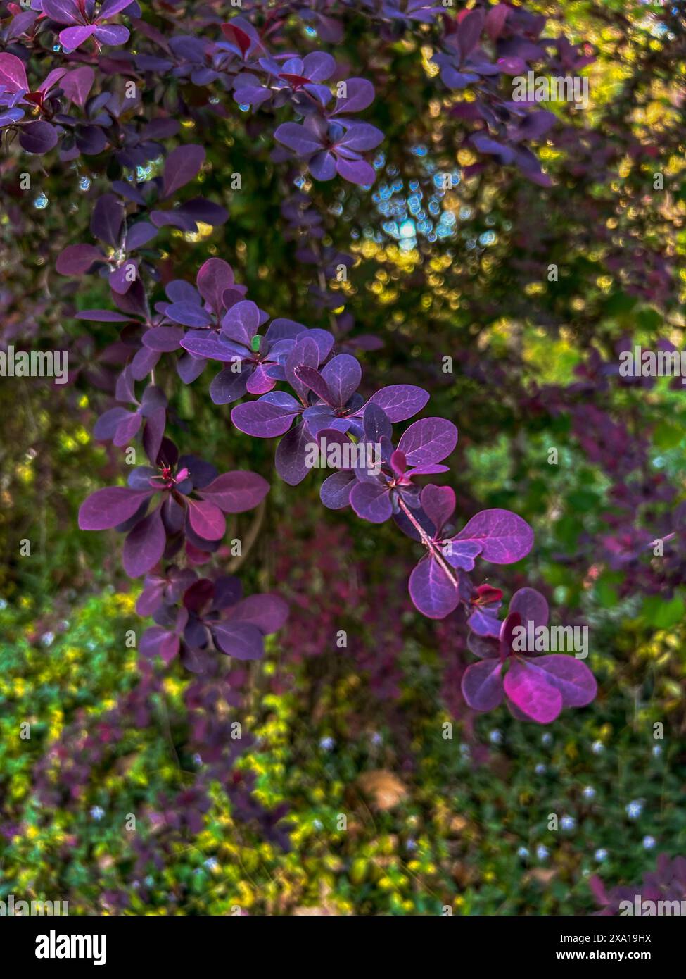 Dangle hi-res stock photography and images - Alamy