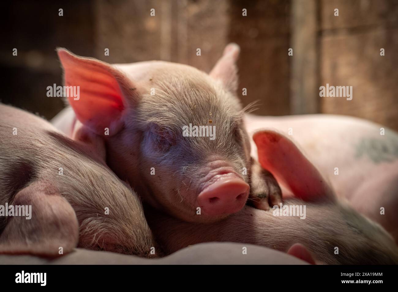 Nurturing mother pig adorable hi-res stock photography and images - Alamy