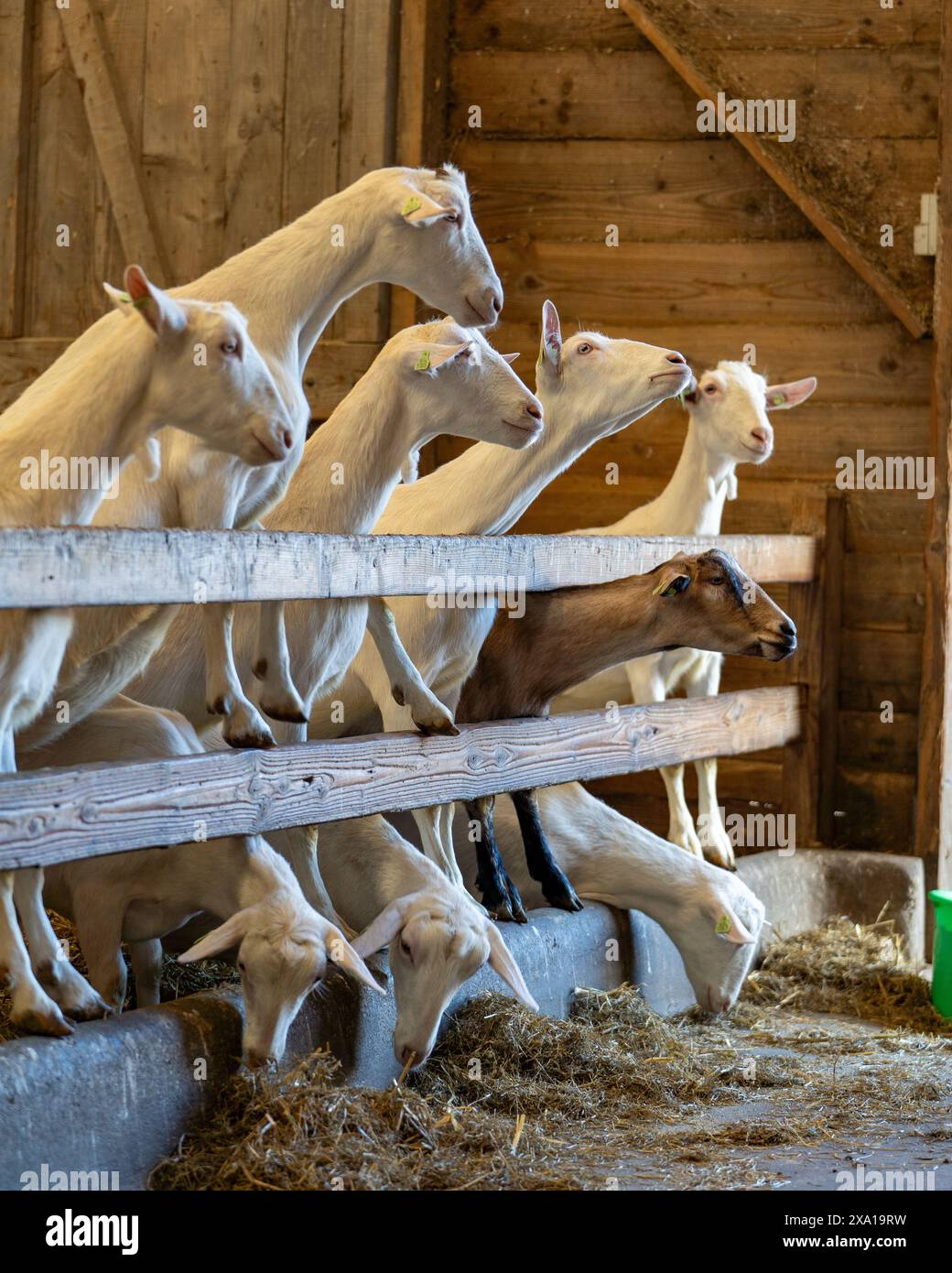 Sheep feeding on hay at a fenced enclosure Stock Photo - Alamy