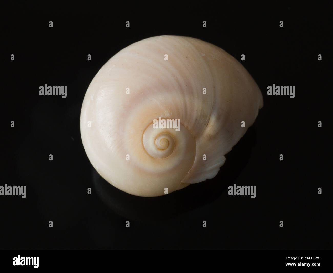 Seashell on a table hi-res stock photography and images - Alamy