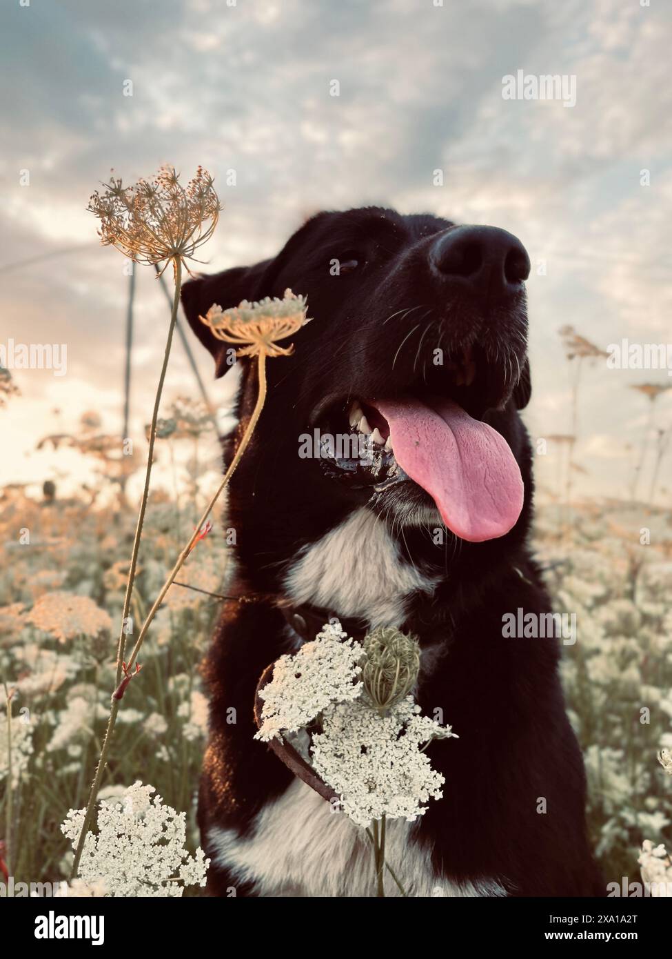 Happy dog standing in hi-res stock photography and images - Alamy