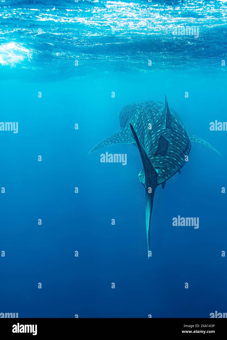Huge fish swimming from underwater to surface Stock Photo - Alamy