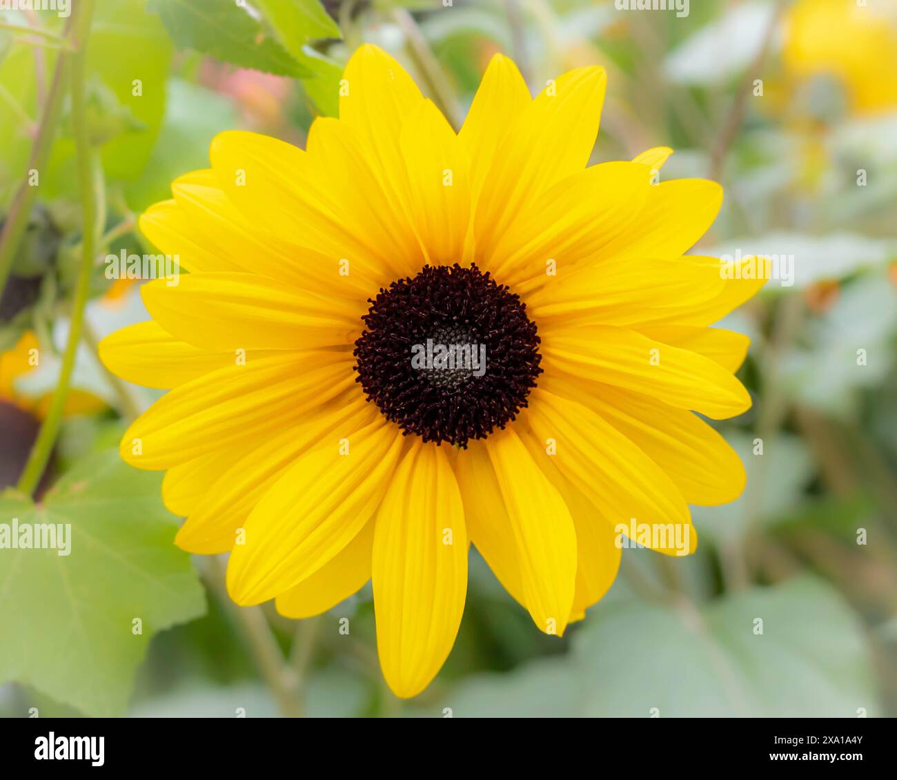 Sunflower in light sun hi-res stock photography and images - Alamy