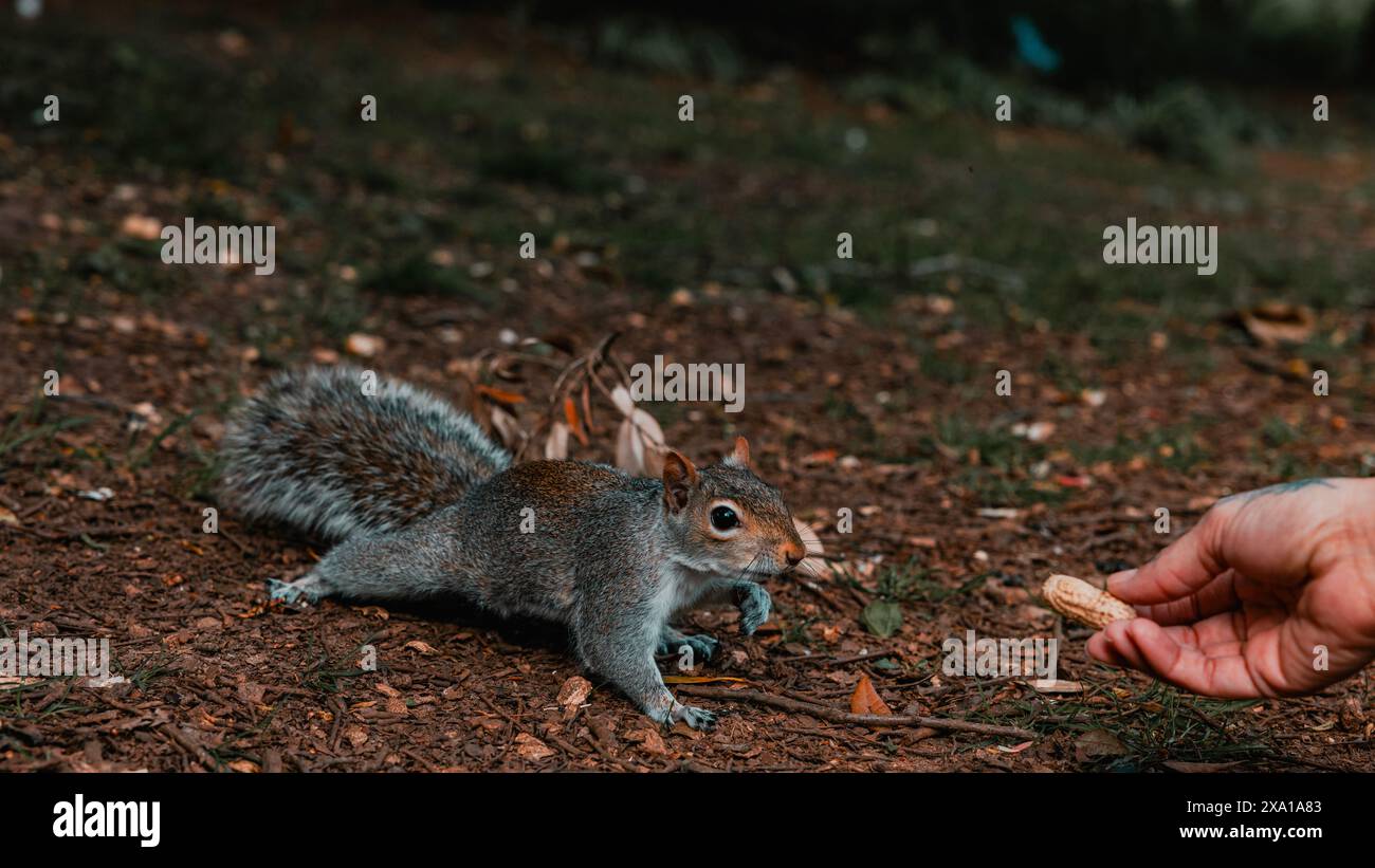 Squirrel in human environment hi-res stock photography and images - Alamy