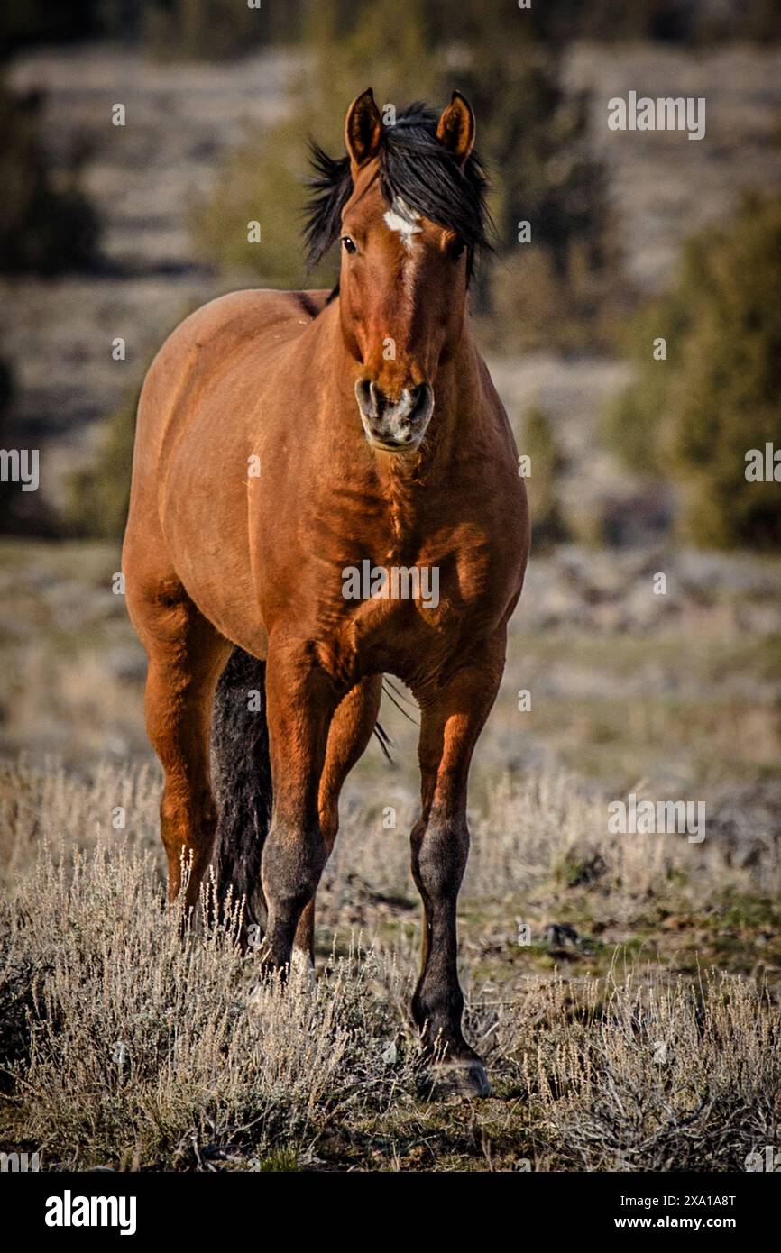 The Steens Mountain wild horses can range from pinto to buckskin ...