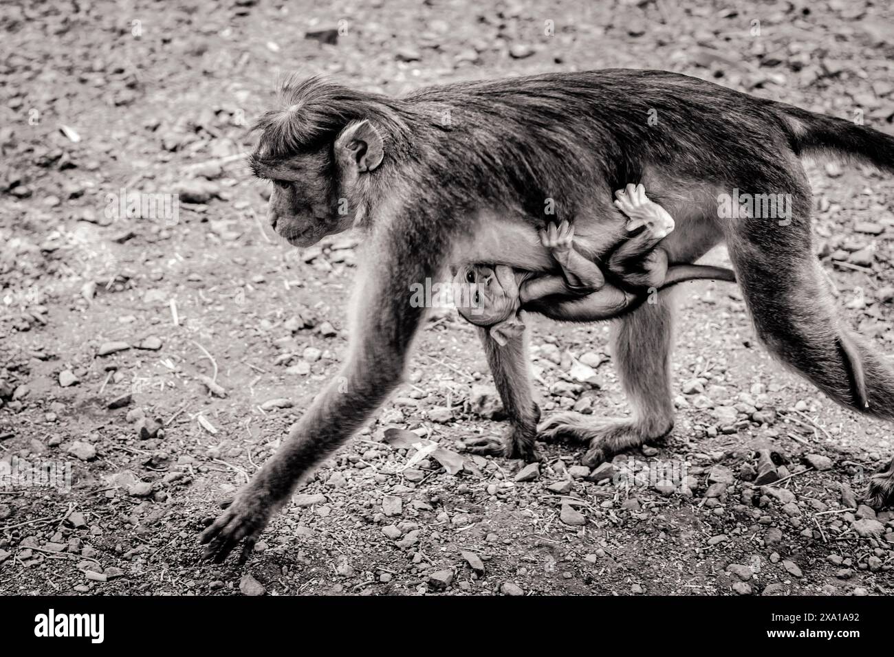 A closeup of a monkey carrying its baby in grayscale Stock Photo - Alamy