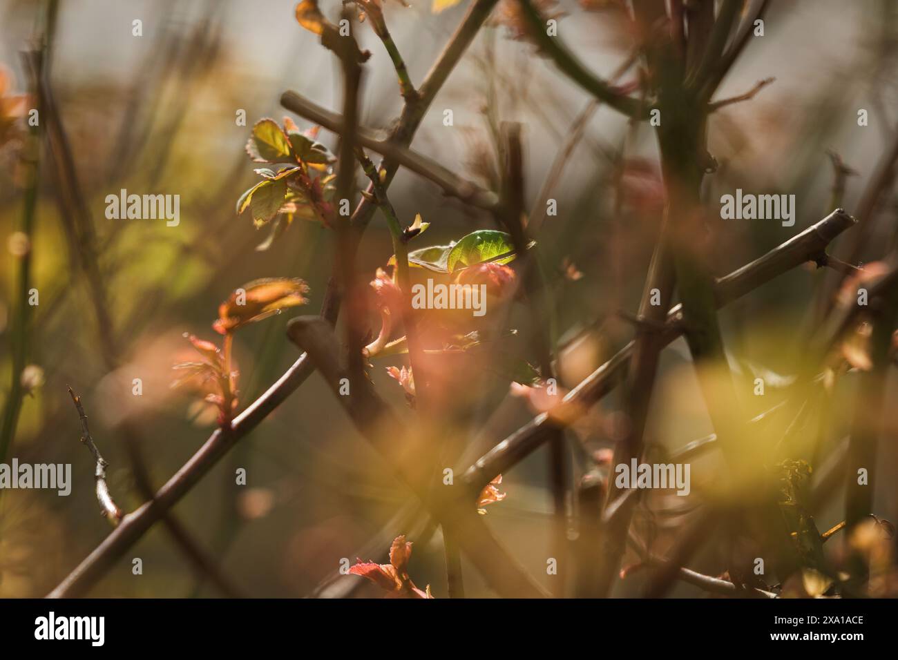 The sunlight filtering through tree branches Stock Photo - Alamy