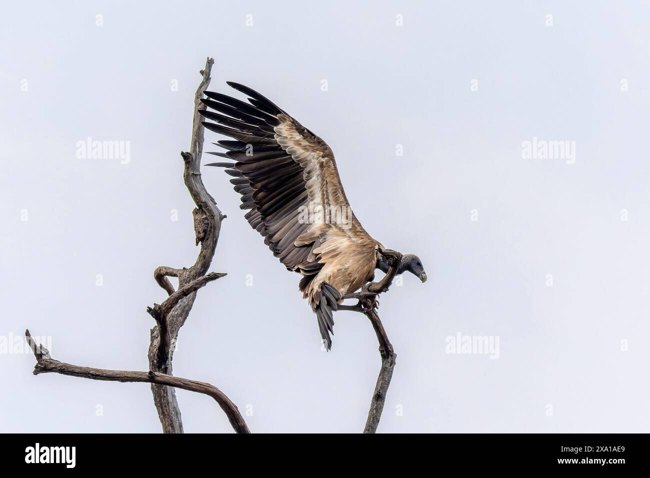 Indian vulture hi-res stock photography and images - Alamy