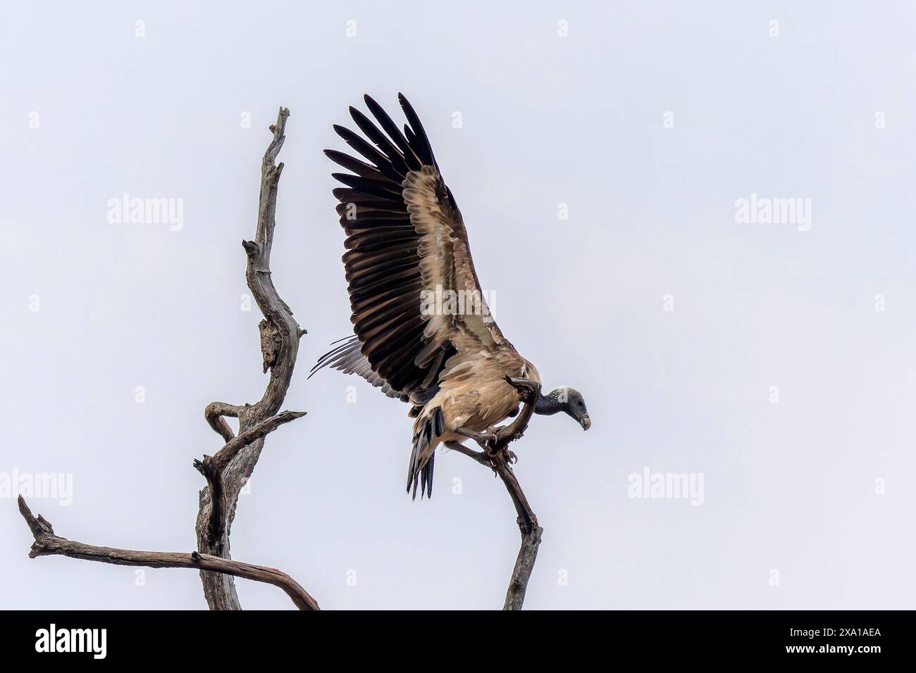 Indian vulture hi-res stock photography and images - Alamy
