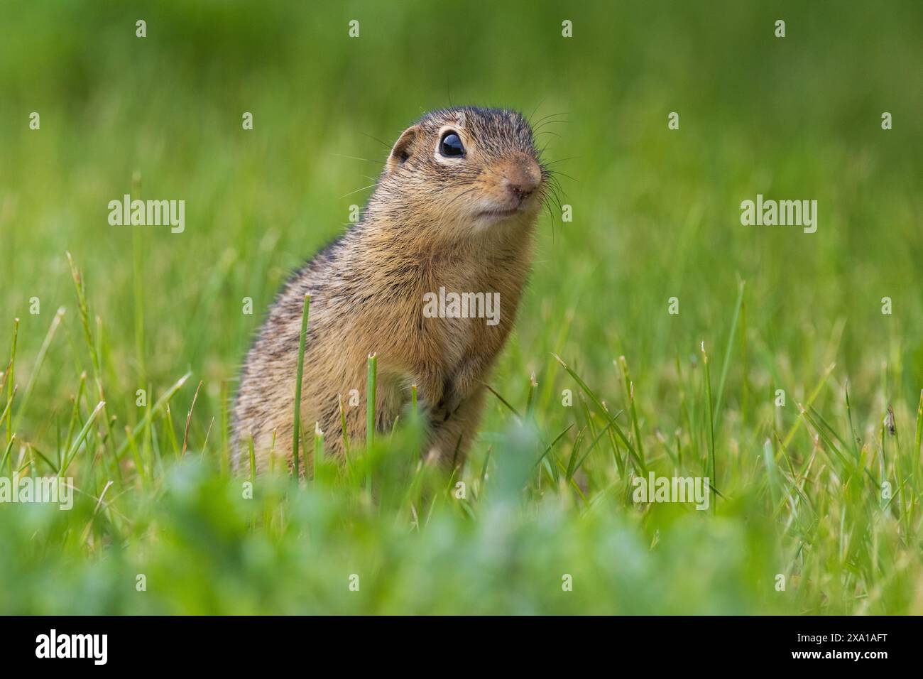 Thirteen-lined ground squirrel Stock Photo - Alamy