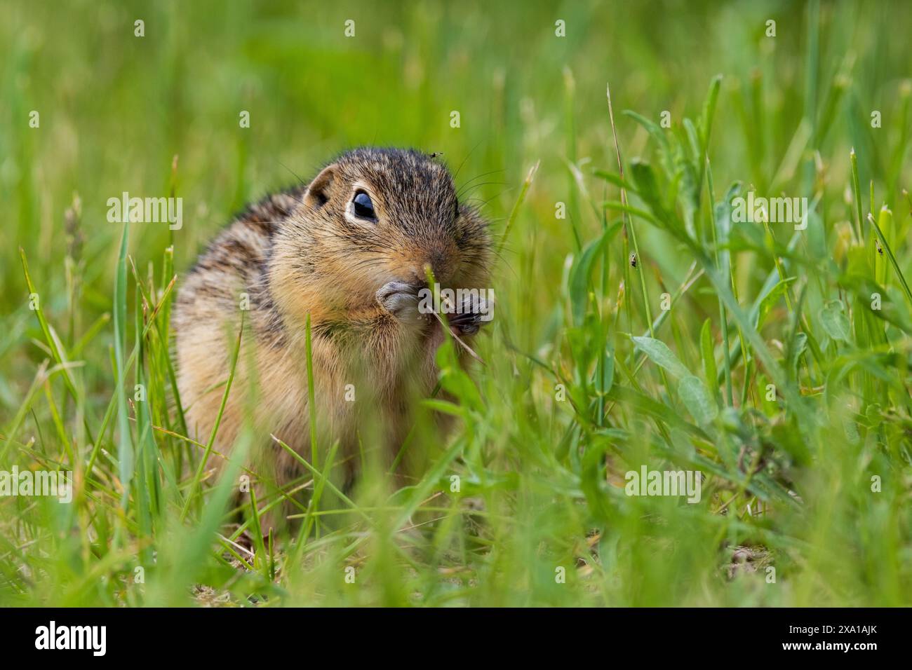 Thirteen-lined ground squirrel Stock Photo - Alamy