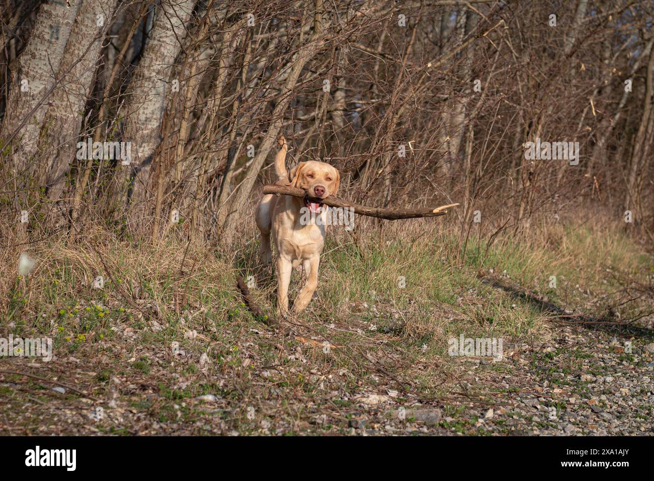 A playful Labrador Retriever running with a stick in its mouth Stock ...
