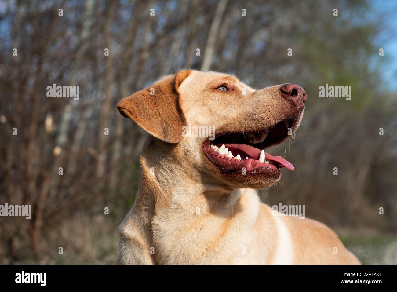 A Labrador Retriever gazing upwards with its mouth open and teeth ...