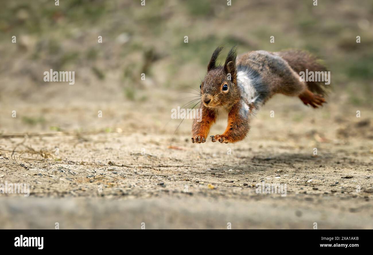 Sciurus vulgaris ognevi hi-res stock photography and images - Alamy