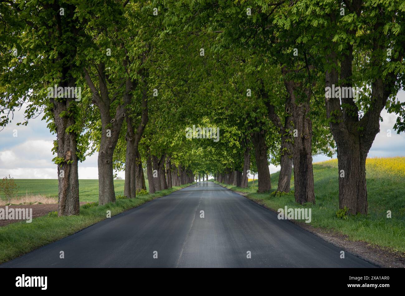 A scenic road through tree-lined field Stock Photo - Alamy