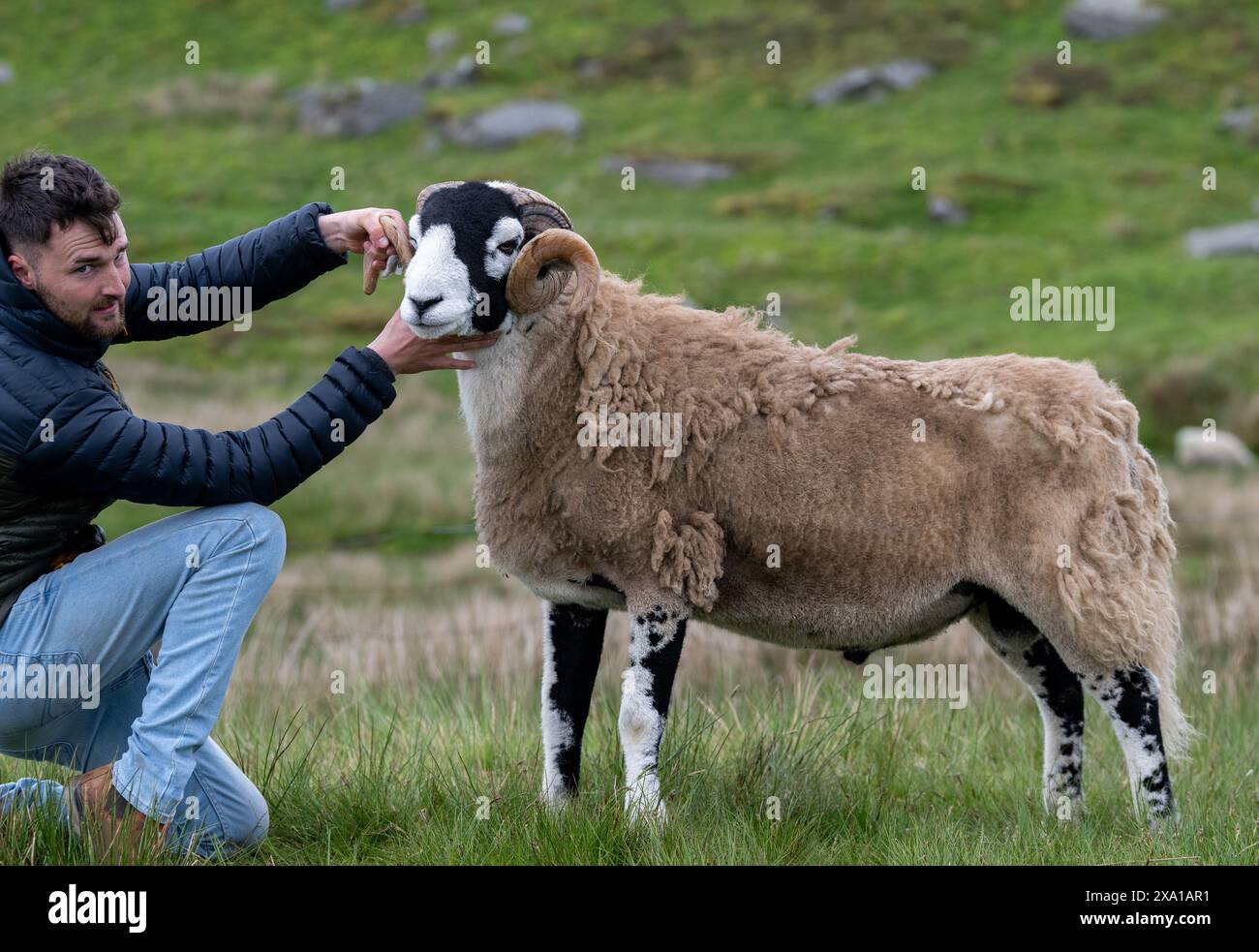 Showing Swaledale sheep at Tan Hill spring Show 2024 Stock Photo - Alamy
