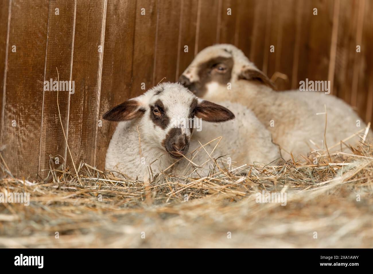 Portrait of a cute sheep lamb in a countryside barn setting Stock Photo ...