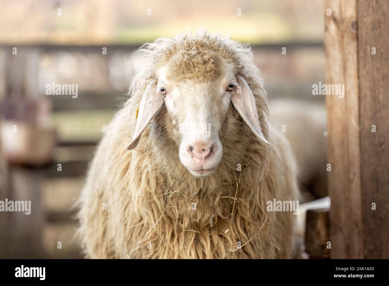 Portrait of a cute sheep lamb in a countryside barn setting Stock Photo ...