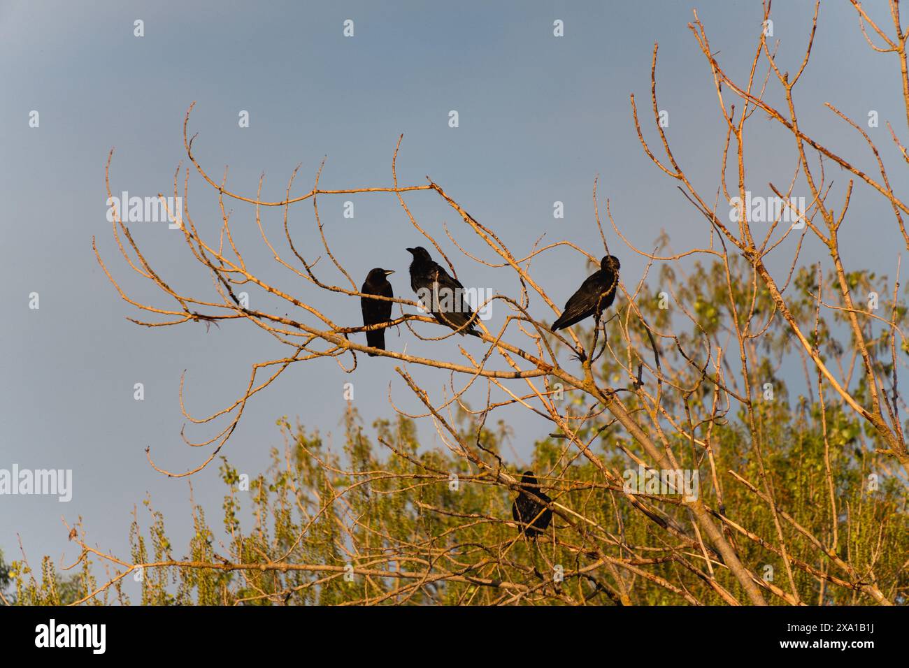 Wings downwards hi-res stock photography and images - Alamy
