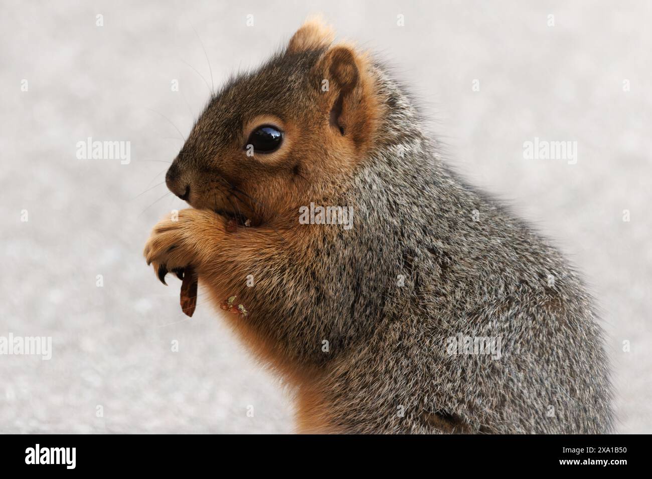 A squirrel resting with its front paws in its mouth Stock Photo - Alamy