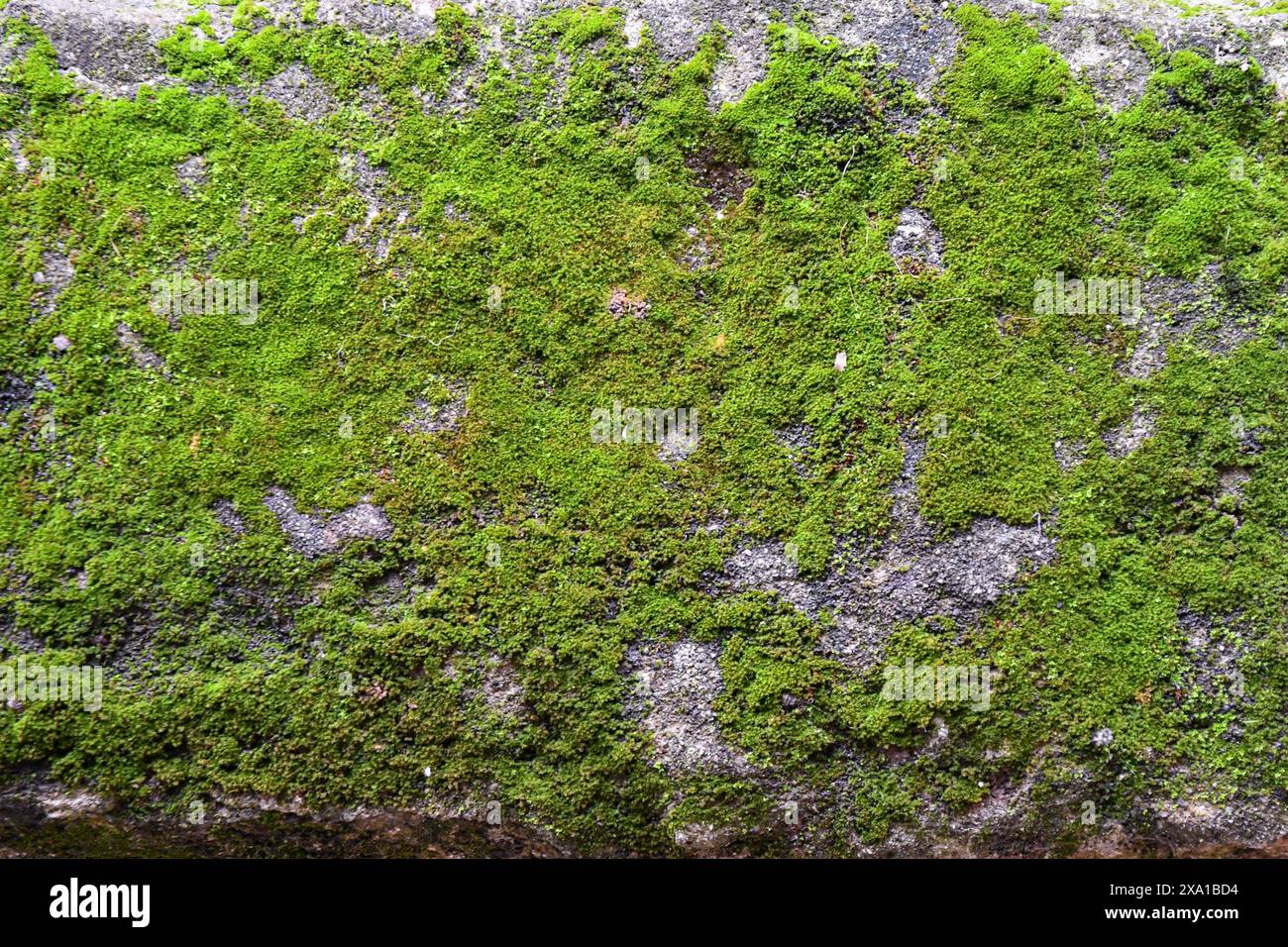 Close-up of a grey rock covered with moss (Bryophyte Stock Photo - Alamy