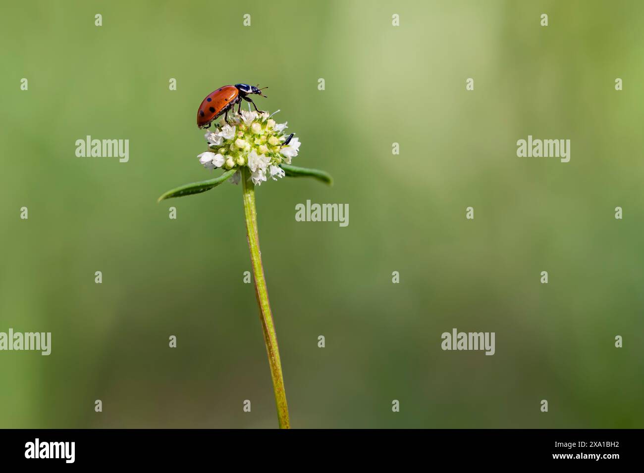 Ladybug perched on a flower in lush green field Stock Photo - Alamy