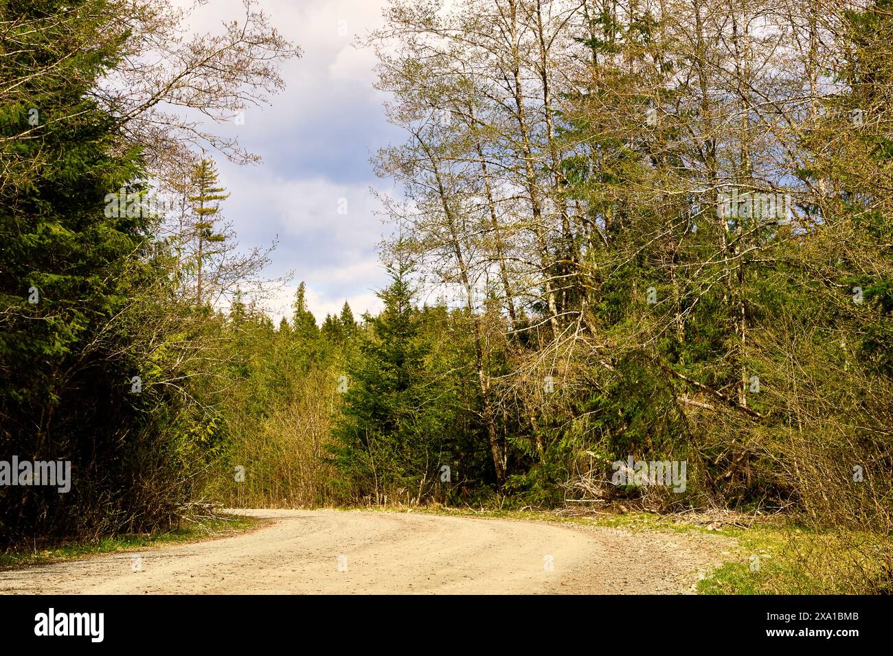 A remote gravel logging road turning to the left amongst the spring ...
