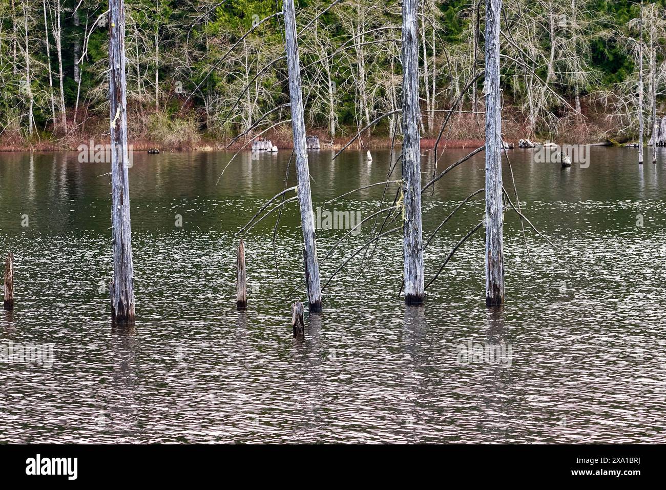 Old growth tree stumps hi-res stock photography and images - Alamy
