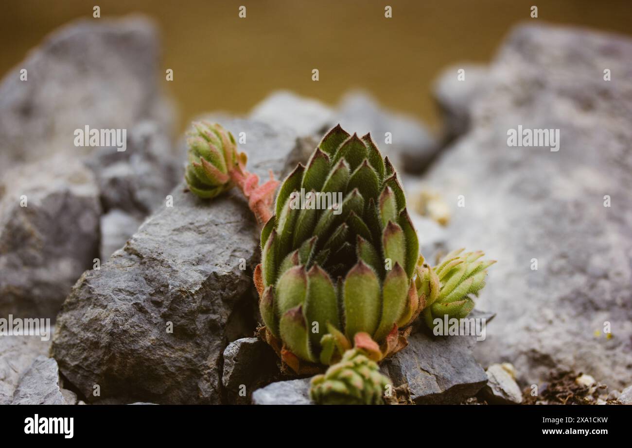 Sempervivum ruthenicum plant rosette is growing in a rock garden. Young ...