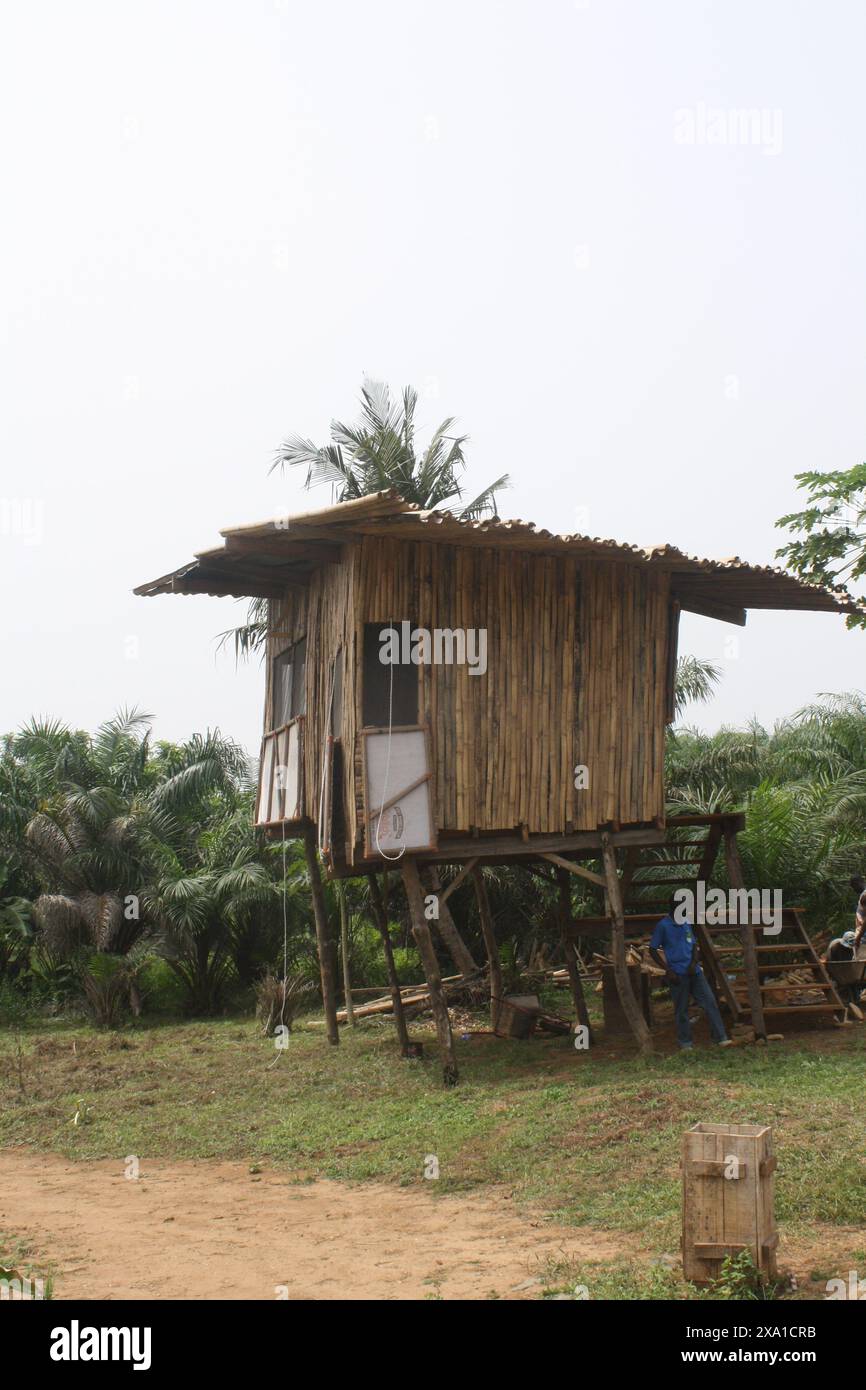 An elevated bamboo hut on stilts, situated in a lush, green environment ...