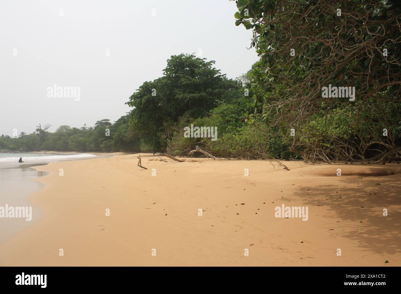 A sandy beach lined with dense vegetation, offering a mix of sand and ...