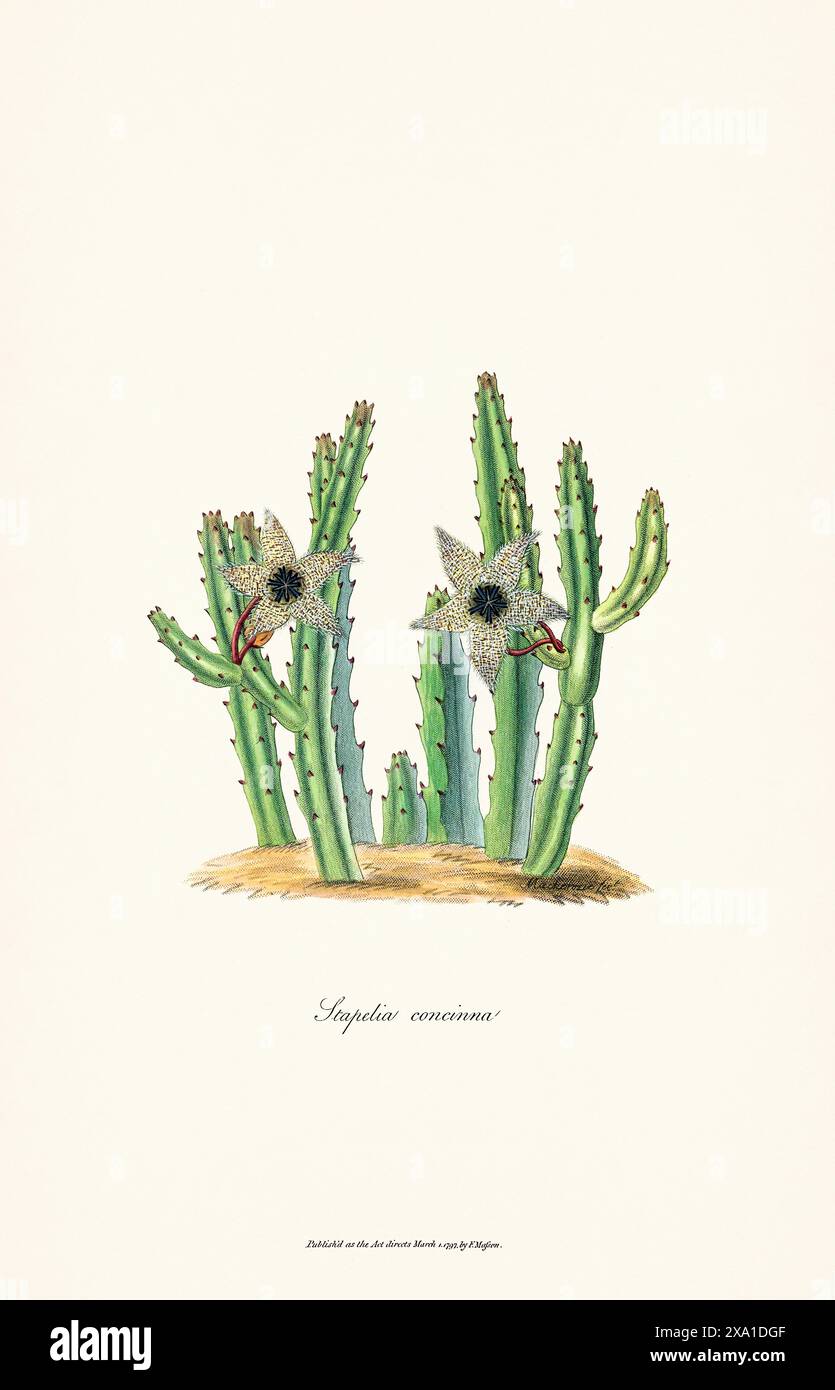 Blooming Stapelia. Vintage botanical illustration from an 18th-century ...