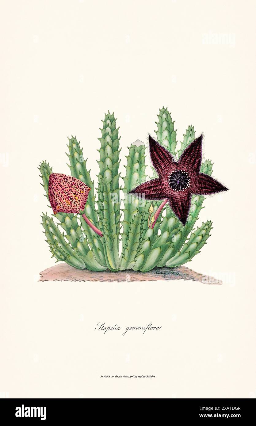 Blooming Stapelia. Vintage botanical illustration from an 18th-century ...