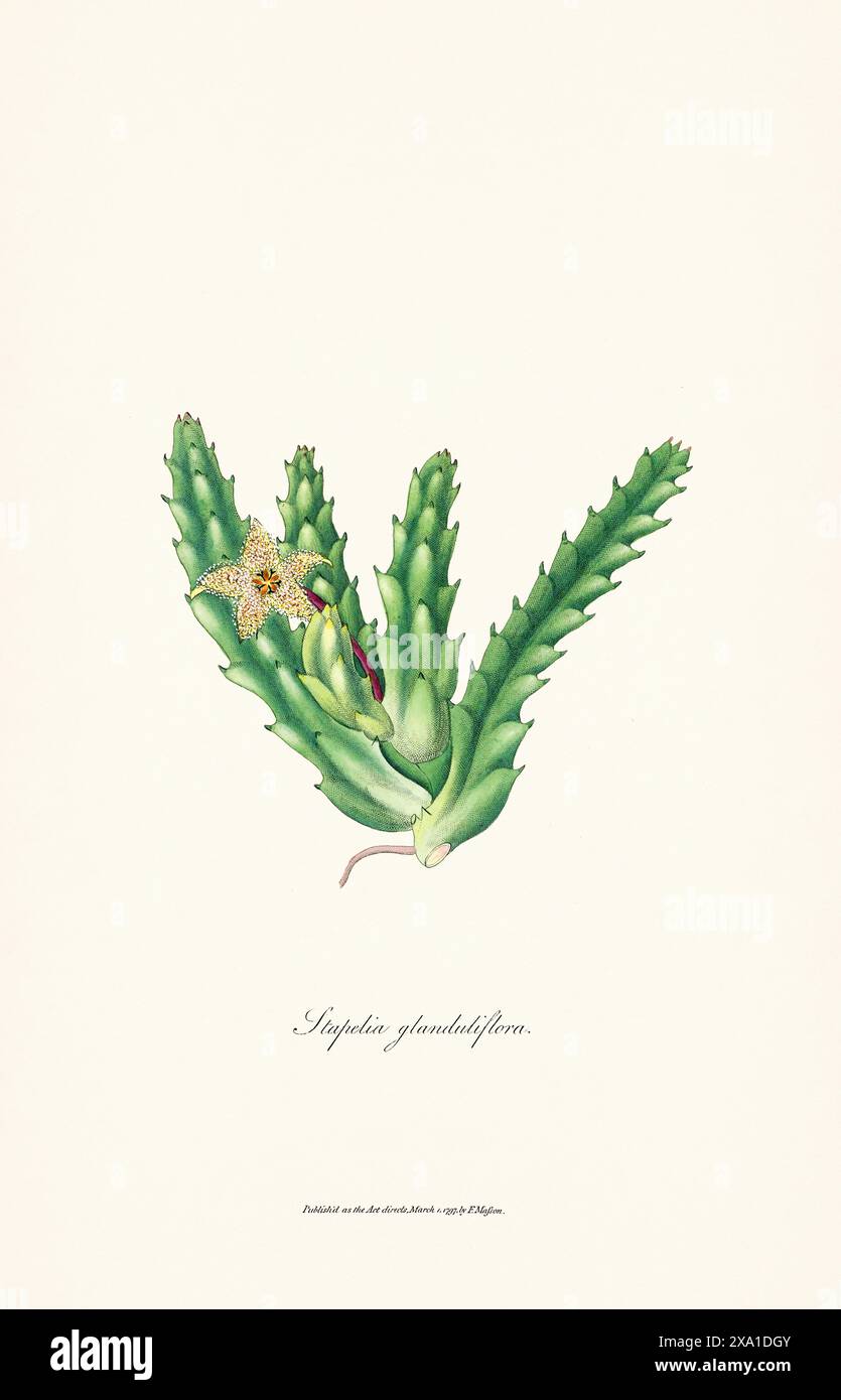 Stapeliae hi-res stock photography and images - Alamy