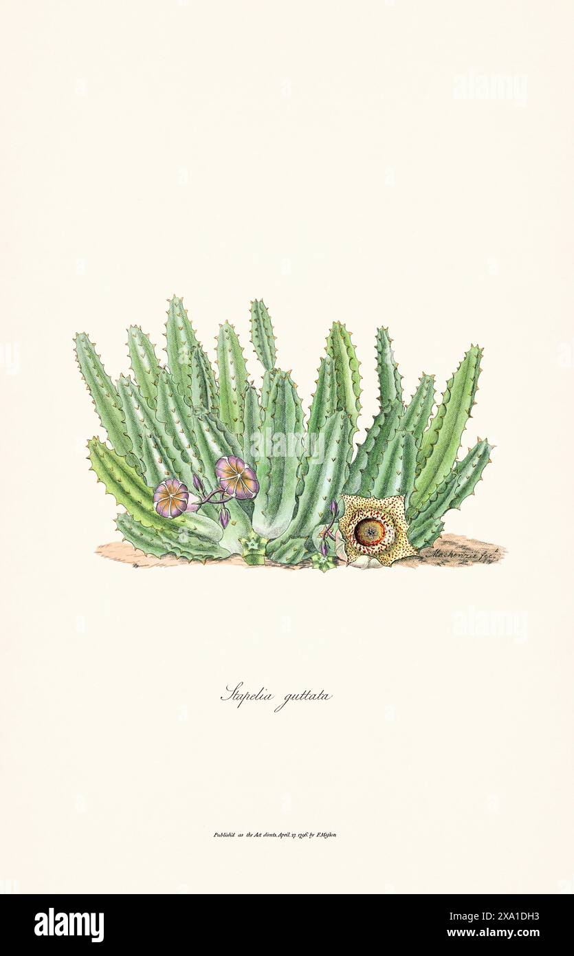 Blooming Stapelia. Vintage botanical illustration from an 18th-century ...