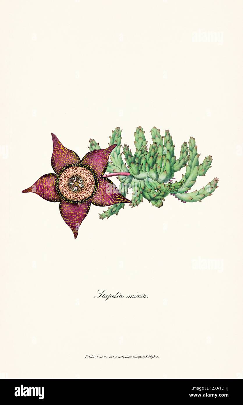Stapeliae hi-res stock photography and images - Alamy