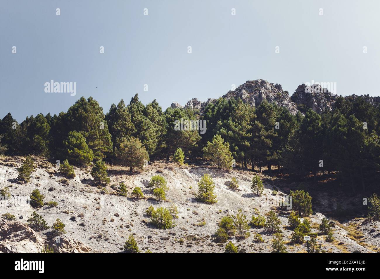 A barren mountain seen from afar, adorned with pine trees atop Stock ...