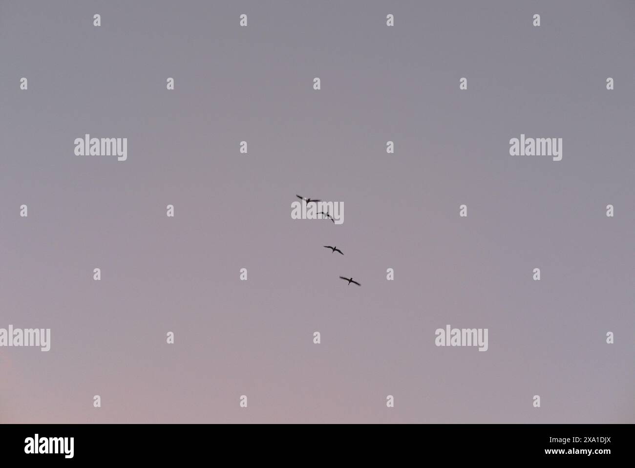 The birds soaring through the evening sky Stock Photo - Alamy