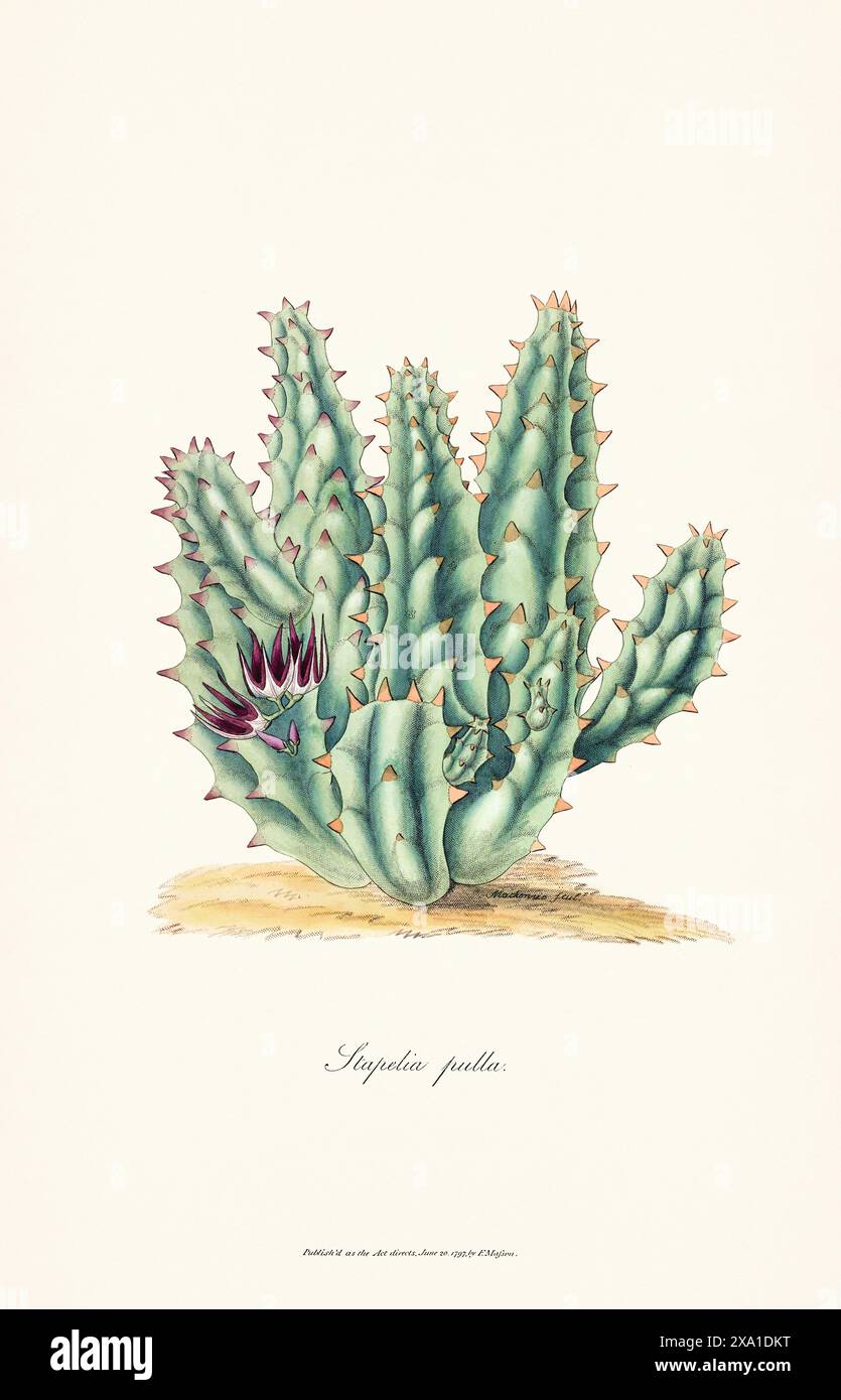 Blooming Stapelia. Vintage botanical illustration from an 18th-century ...